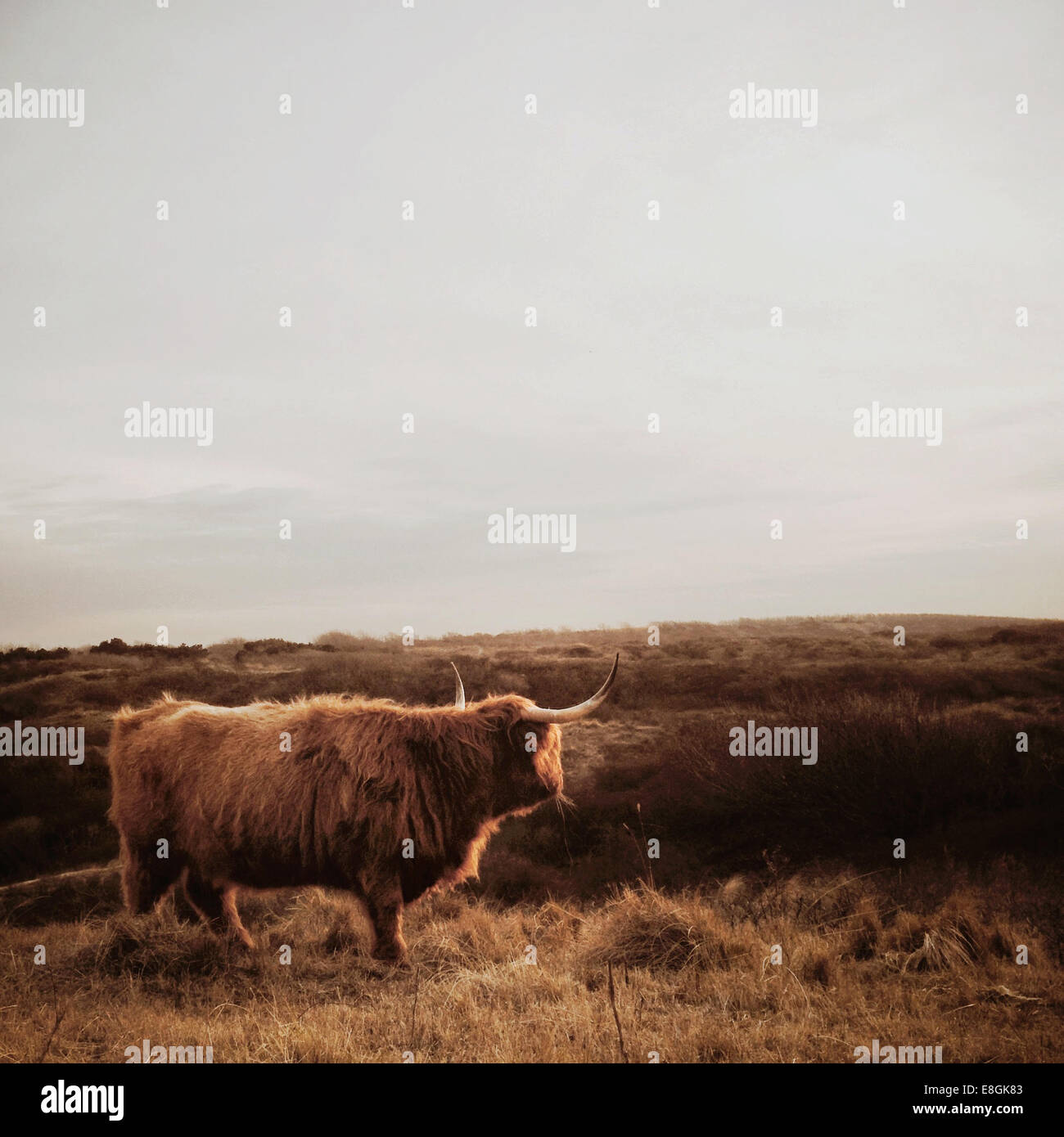Rural scene with highland cow hi-res stock photography and images - Alamy