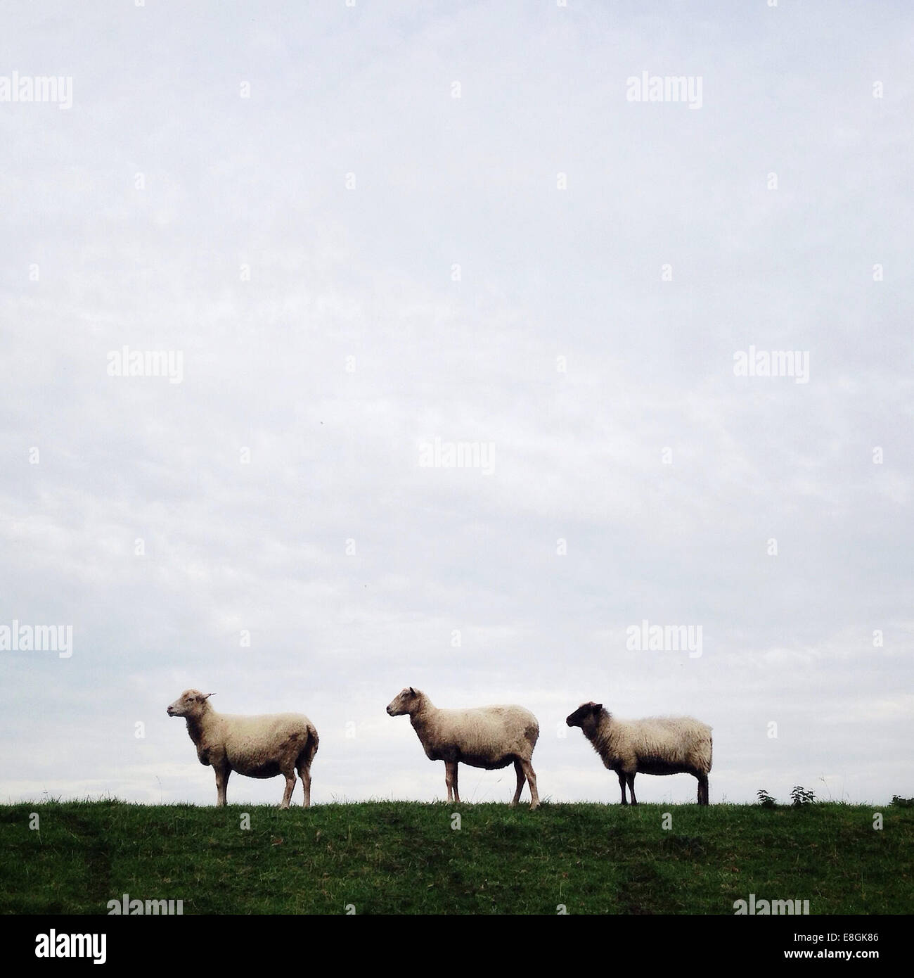 Three sheep standing in row Stock Photo - Alamy
