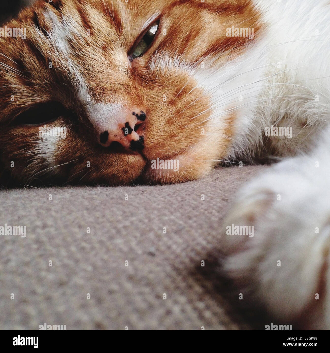 Cat lying down hi-res stock photography and images - Alamy