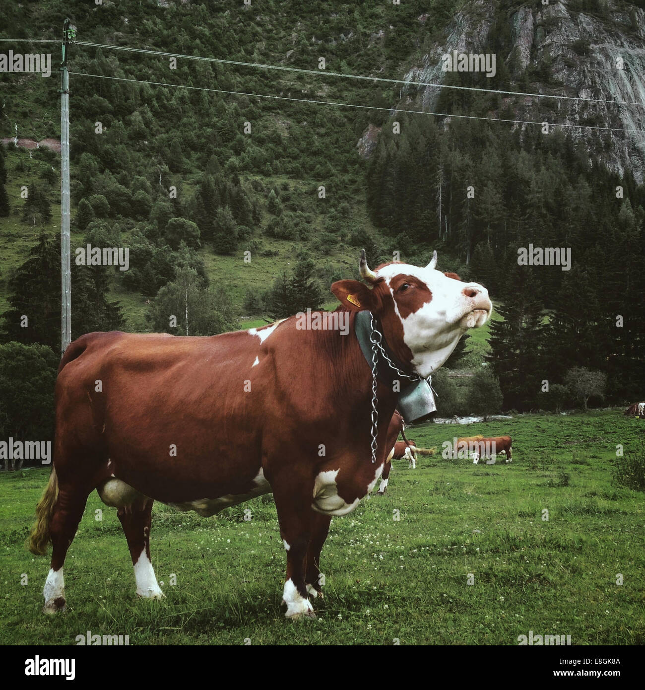 Standing bull hi-res stock photography and images - Alamy