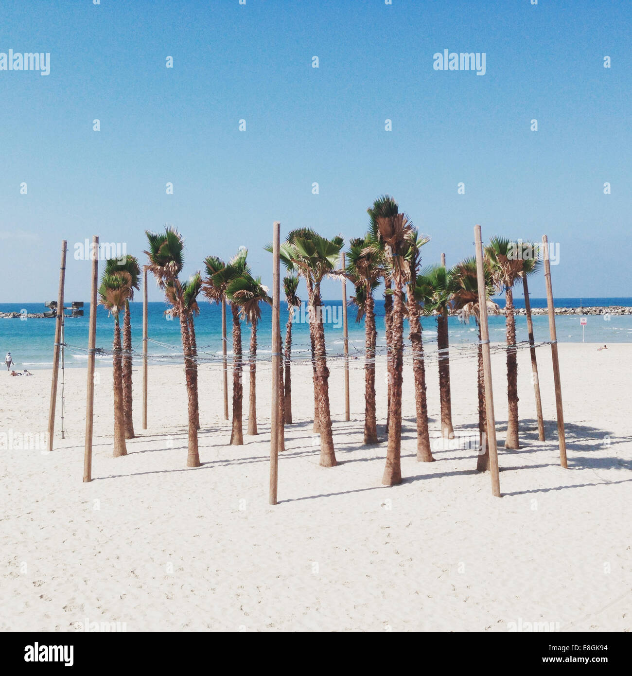 Palm trees on beach Stock Photo - Alamy
