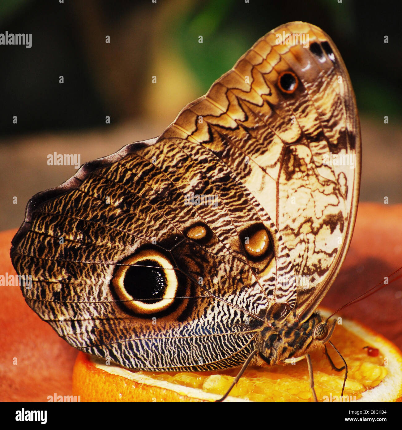 Orange slice butterfly hi-res stock photography and images - Alamy