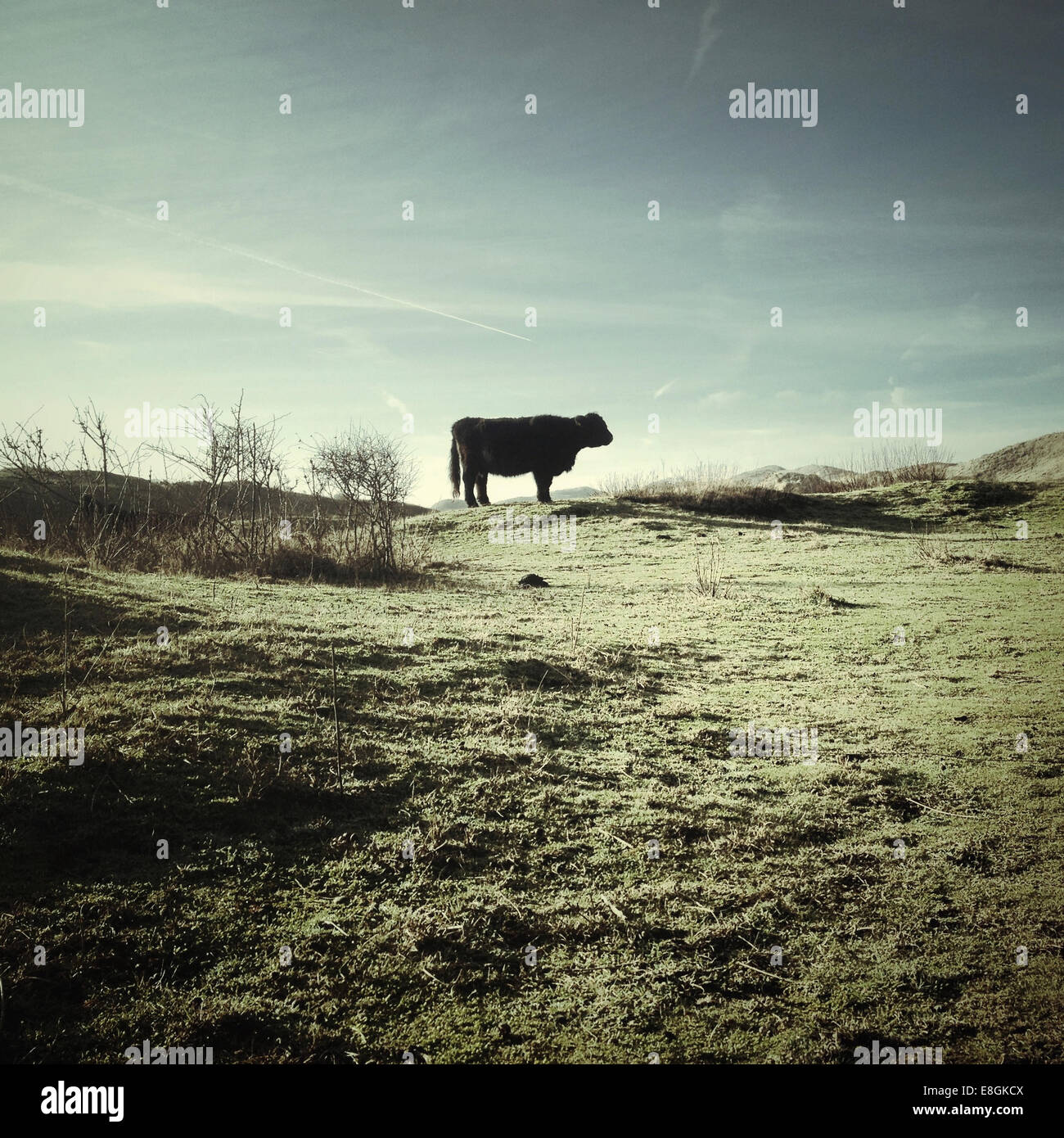 Side view of cow on pasture Stock Photo - Alamy