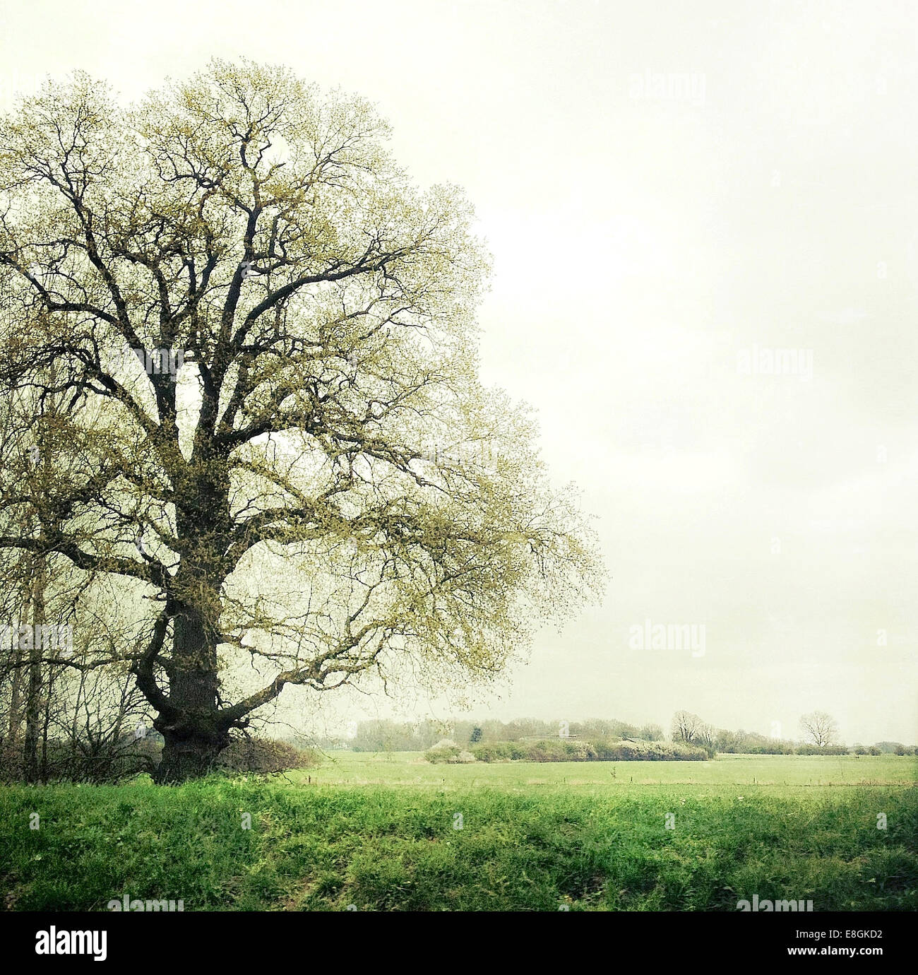 Large tree on field Stock Photo - Alamy