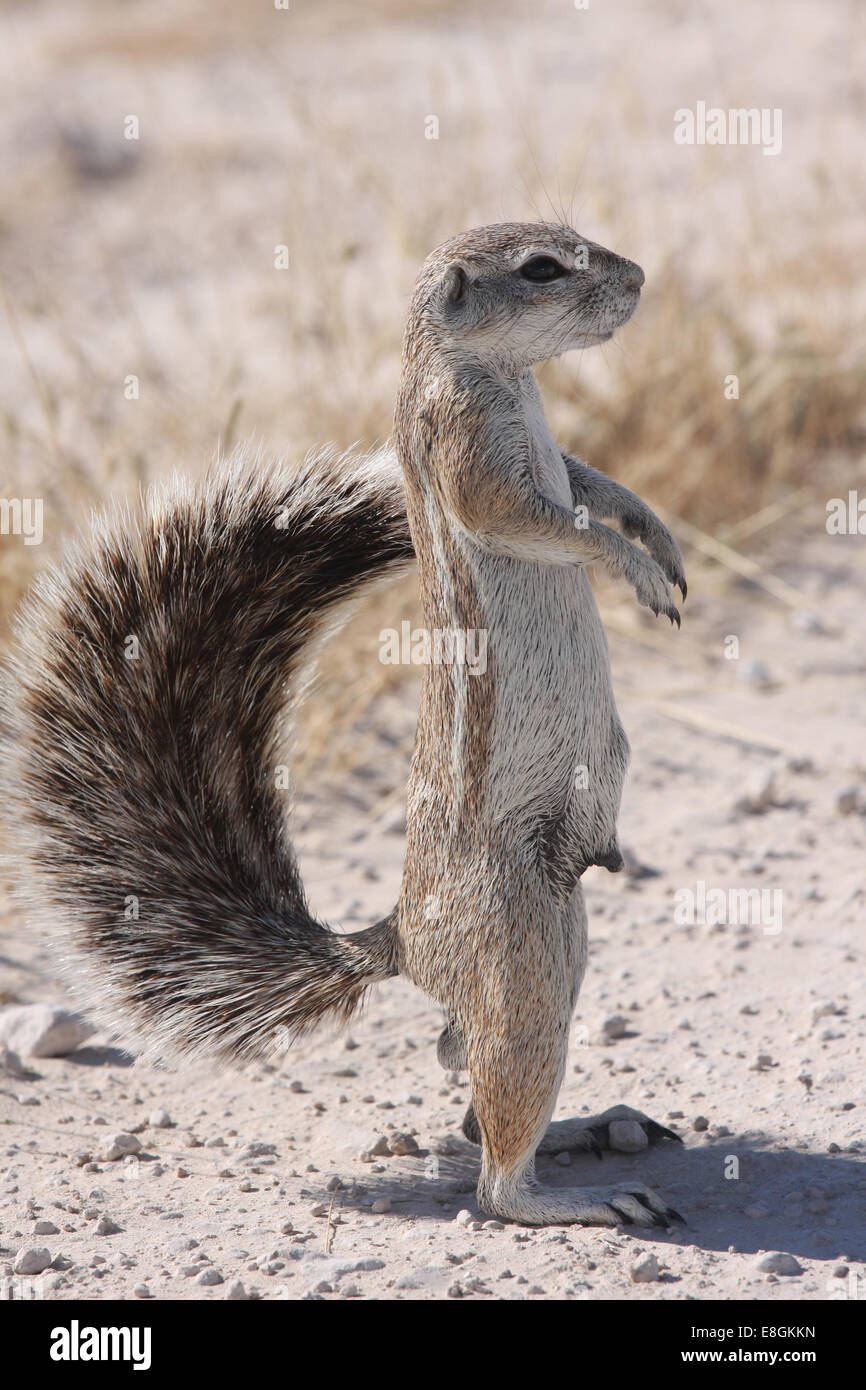 Portrait of a mongoose standing upright, Namibia Stock Photo - Alamy