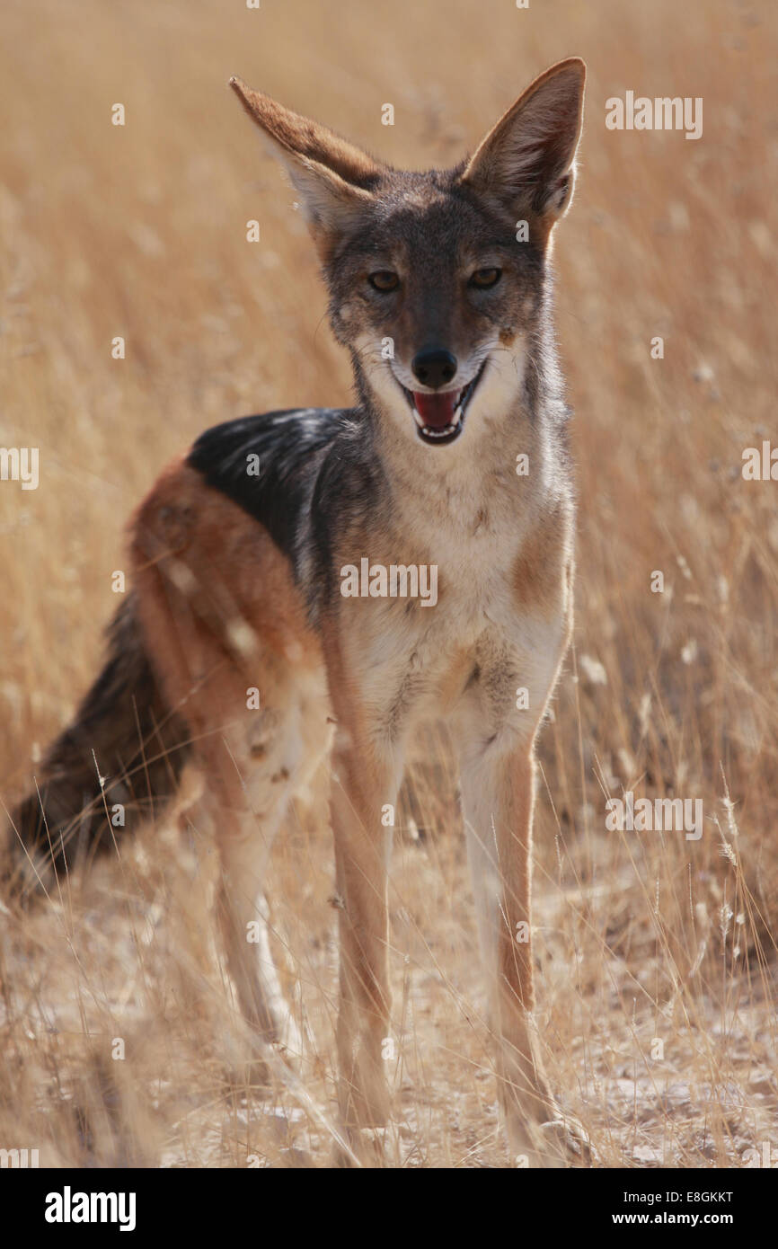 Jackal mouth to mouth hi-res stock photography and images - Alamy