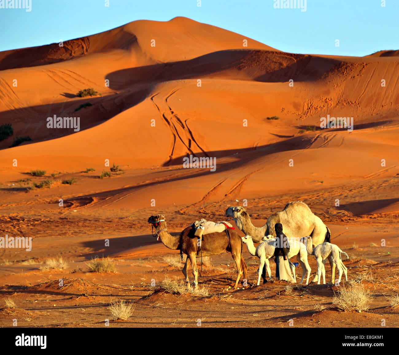 Saudi Arabia, Ghuwaymid, Zulfi St, Person with camels in desert Stock ...