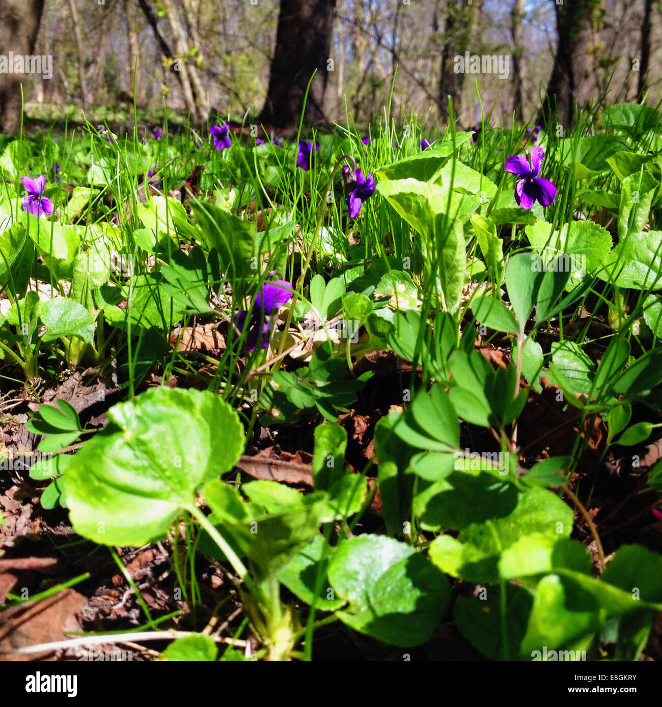 Close-up of Wild violets in forest Stock Photo - Alamy