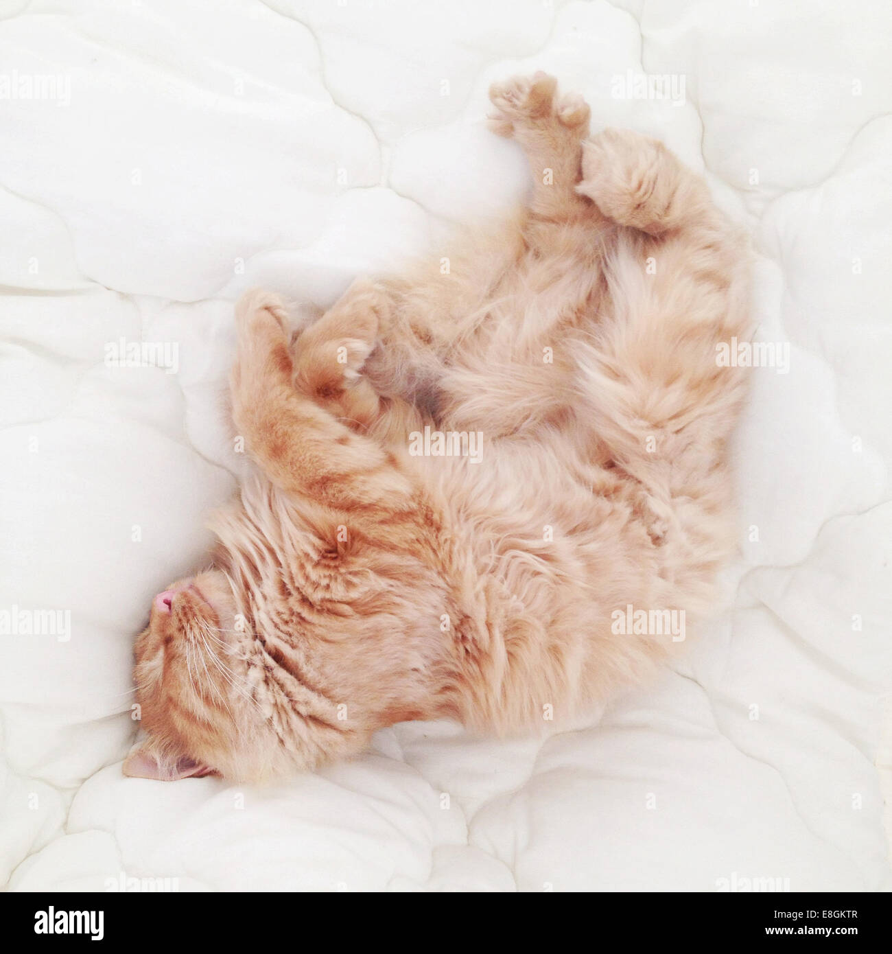 Two ginger cats sleeping on a bed in sunlight Stock Photo - Alamy