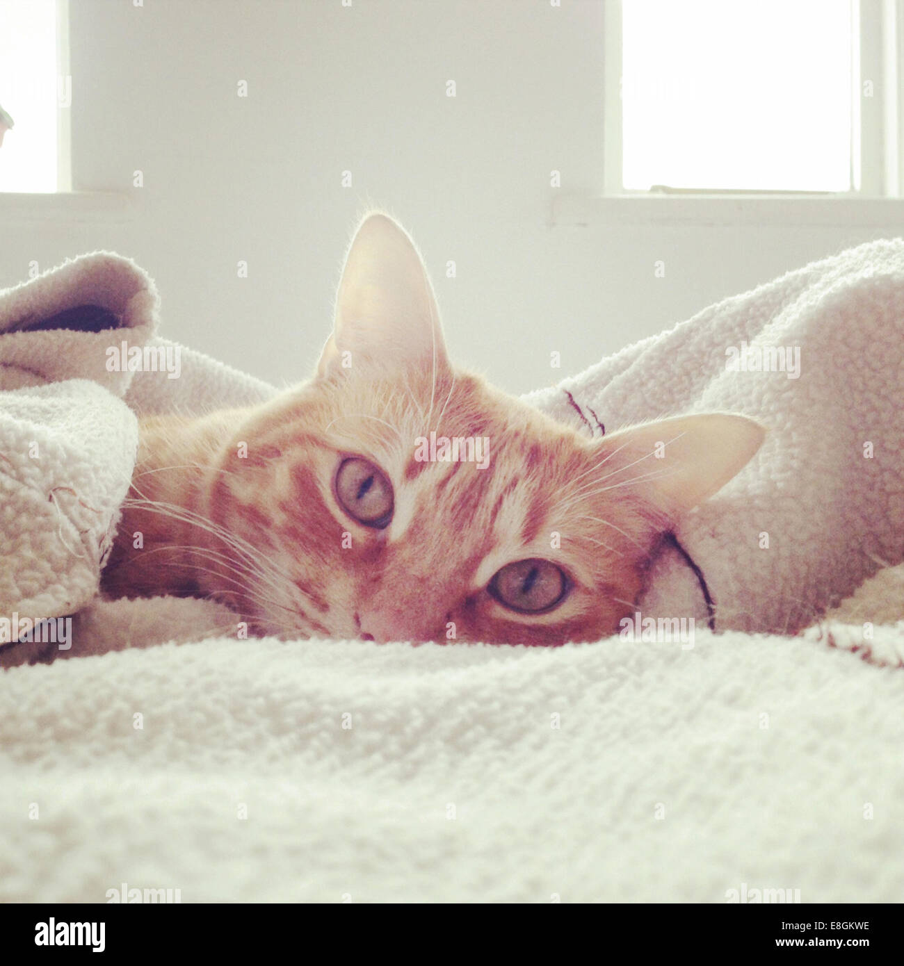 Cat bed hi-res stock photography and images - Alamy