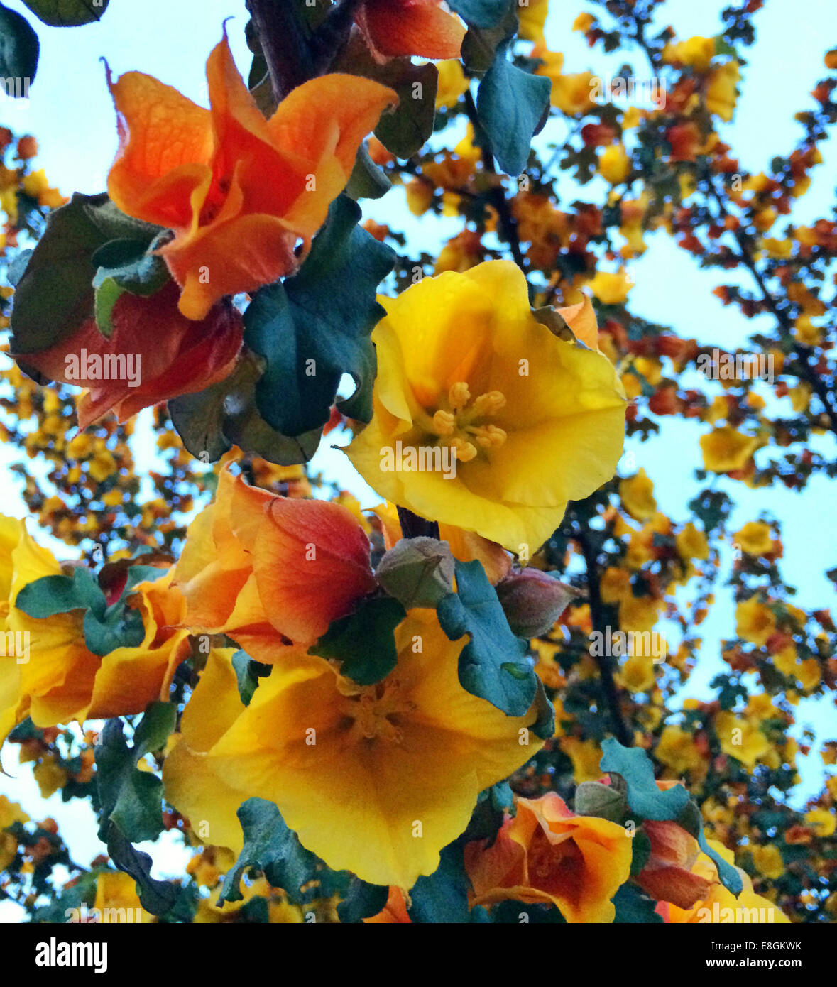 USA, California, San Ramon, Flower tree Stock Photo - Alamy