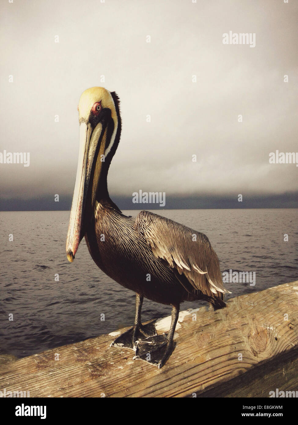Pelican standing hi-res stock photography and images - Alamy