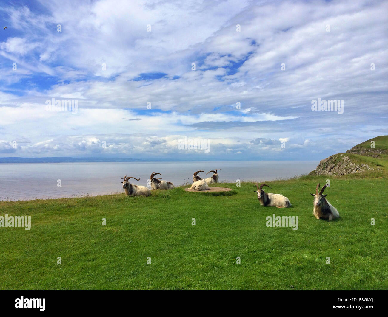 Goats on Brean Down, Somerset, England, UK Stock Photo - Alamy
