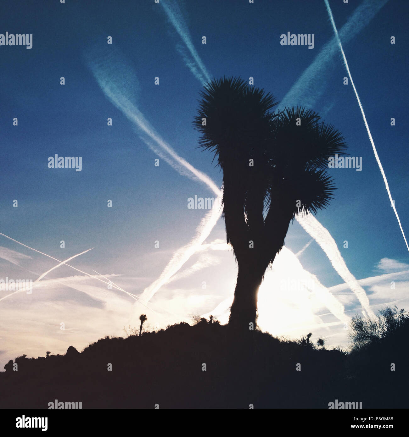 Silhouette Of Joshua Tree High Resolution Stock Photography and Images ...