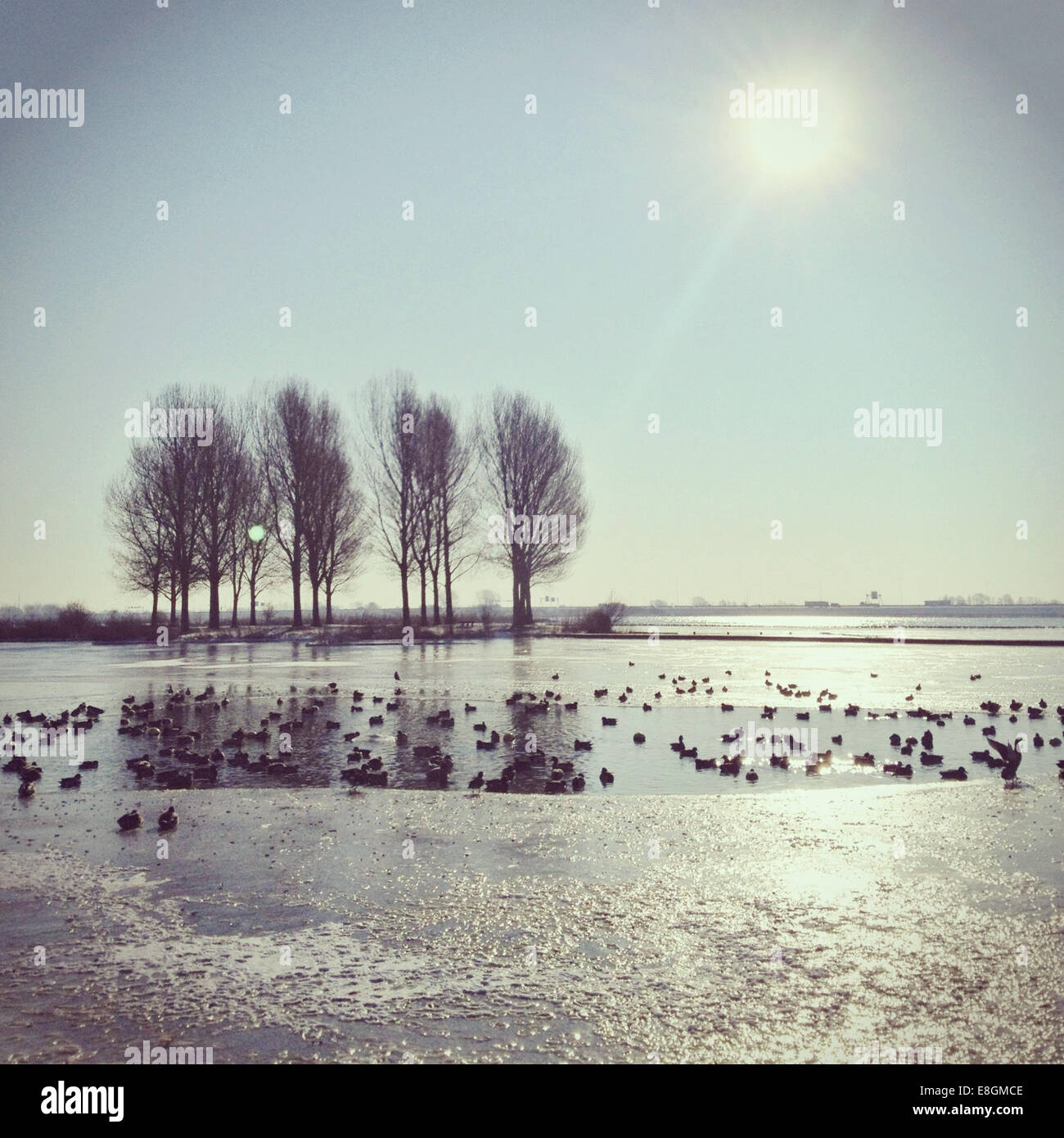 Ducks on lake Stock Photo - Alamy