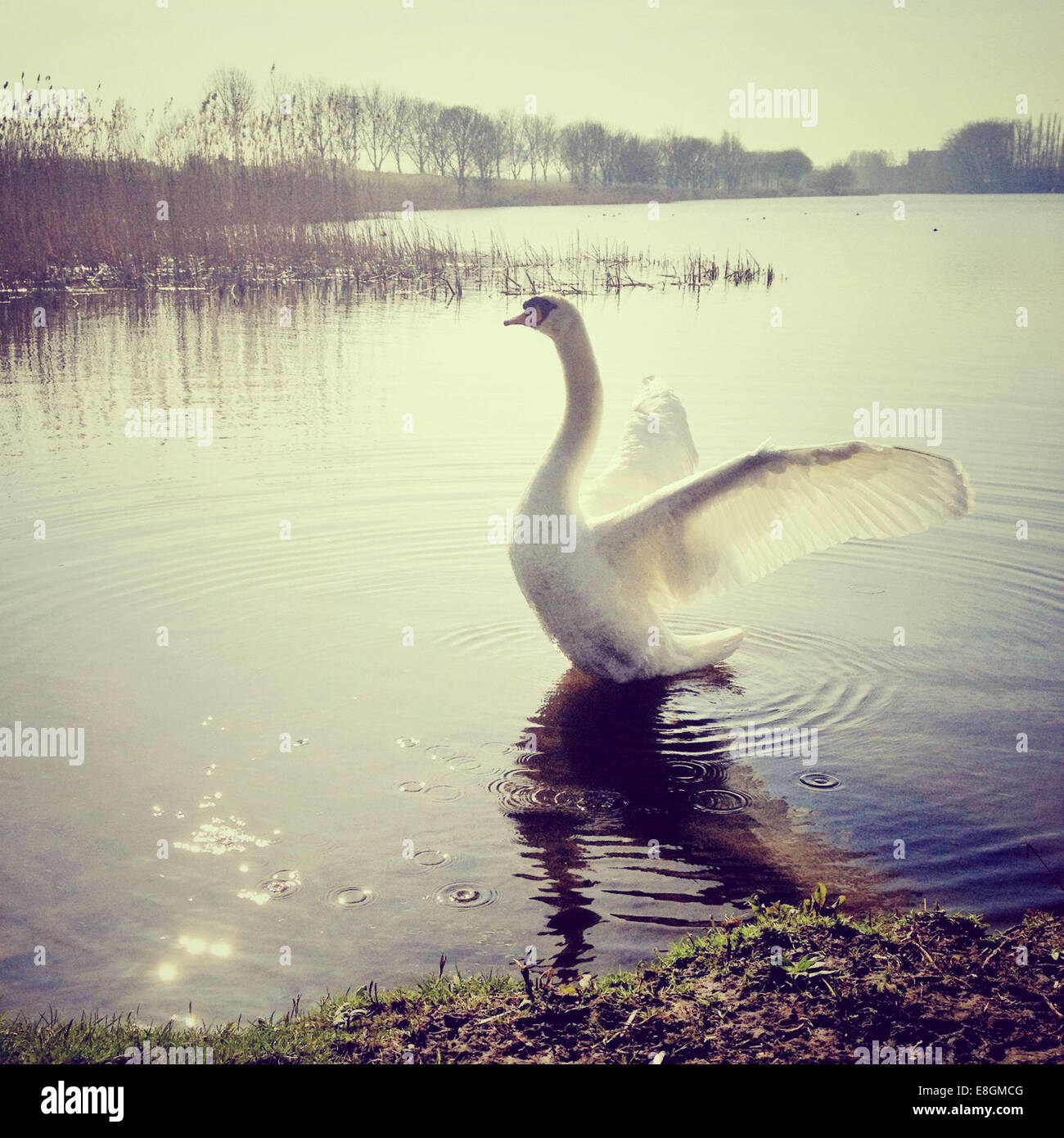 Swan flapping wings hi-res stock photography and images - Alamy
