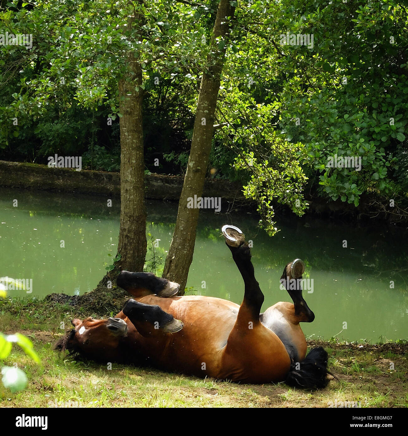 France, Horse rolling on it's back Stock Photo - Alamy