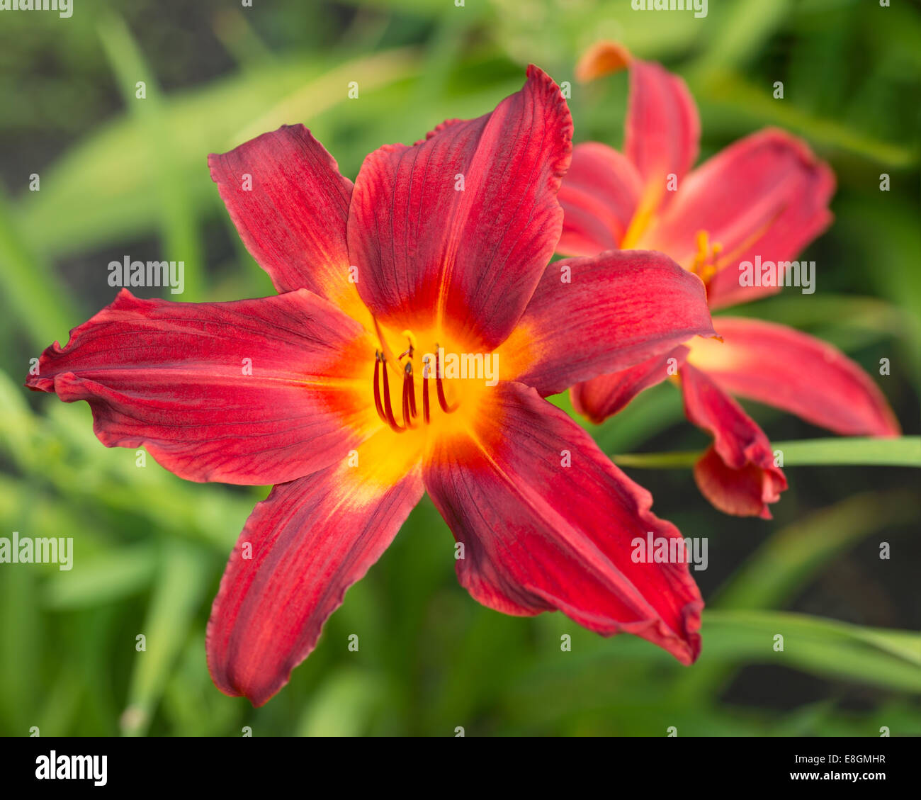 Red lily flower Stock Photo - Alamy