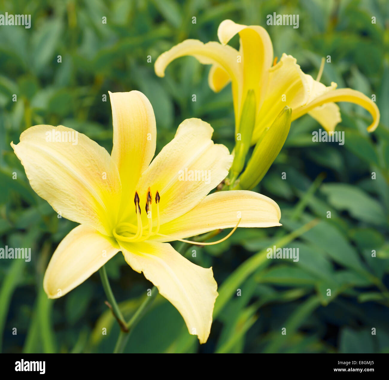 Yellow lily flower Stock Photo - Alamy