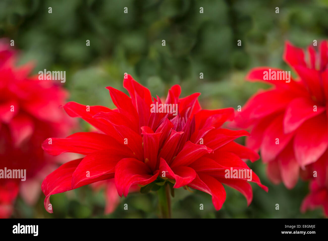 Red dahlia flowers Stock Photo - Alamy