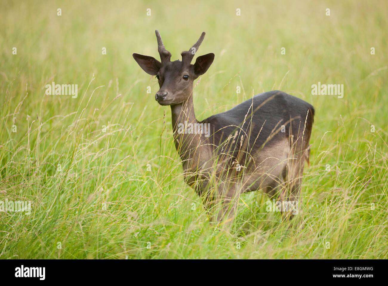 Fallow Deer (Dama dama), young buck, spike, standing on a meadow ...