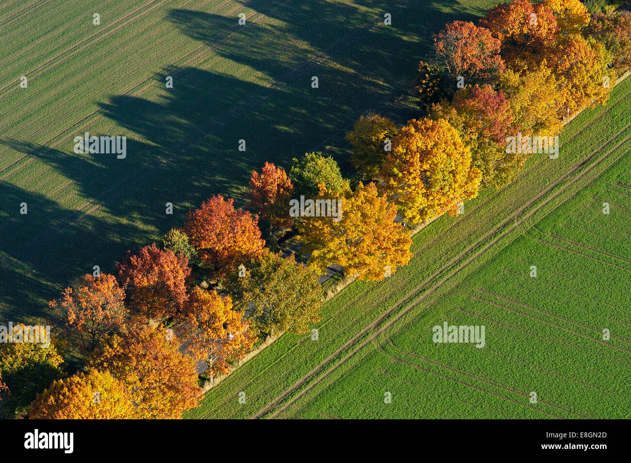 Aerial view, tree-lined street in autumn, Mecklenburg-Western Pomerania ...