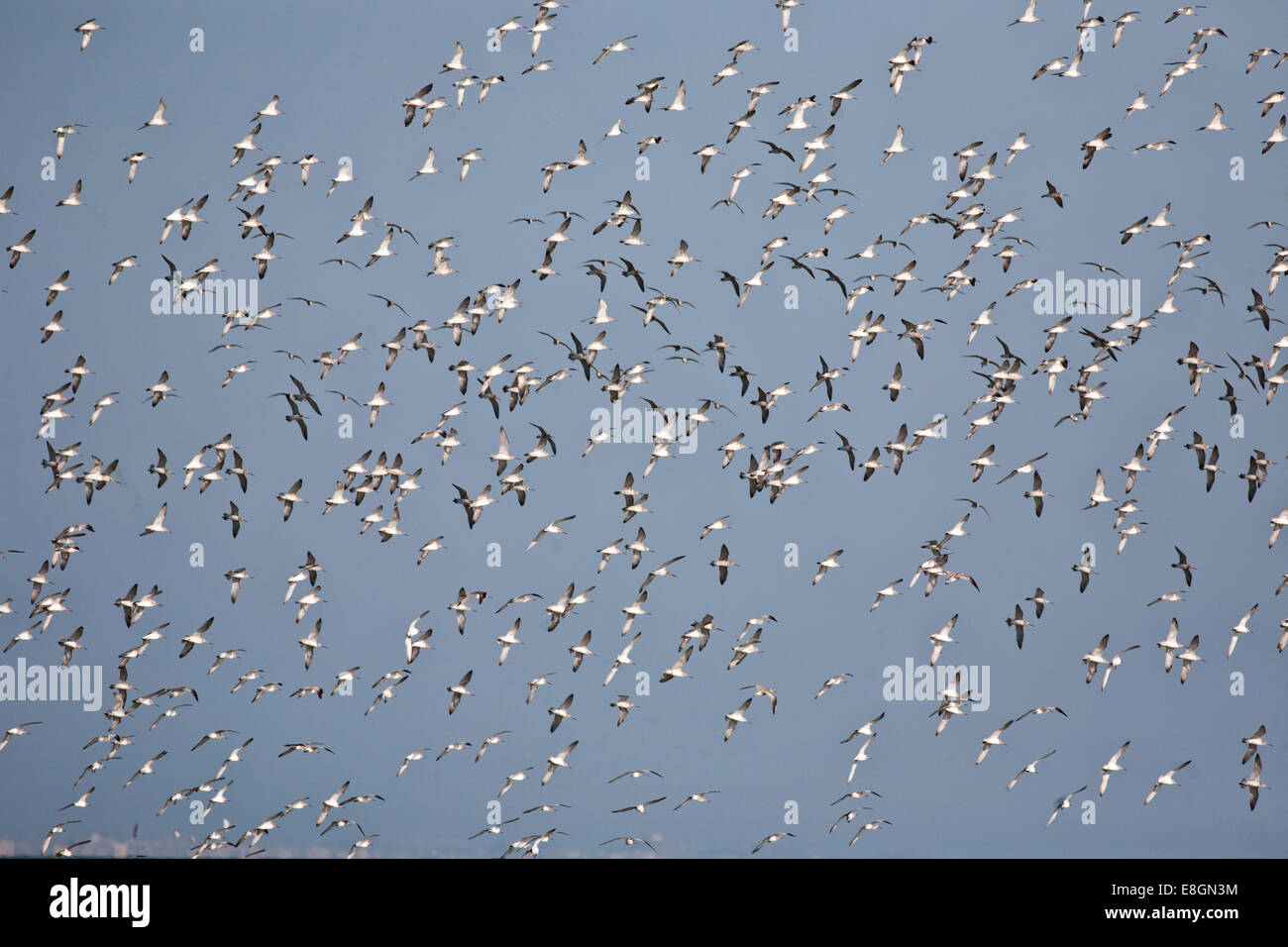 Common Sandpipers (Actitis hypoleucos), flock in flight, Oman Stock ...