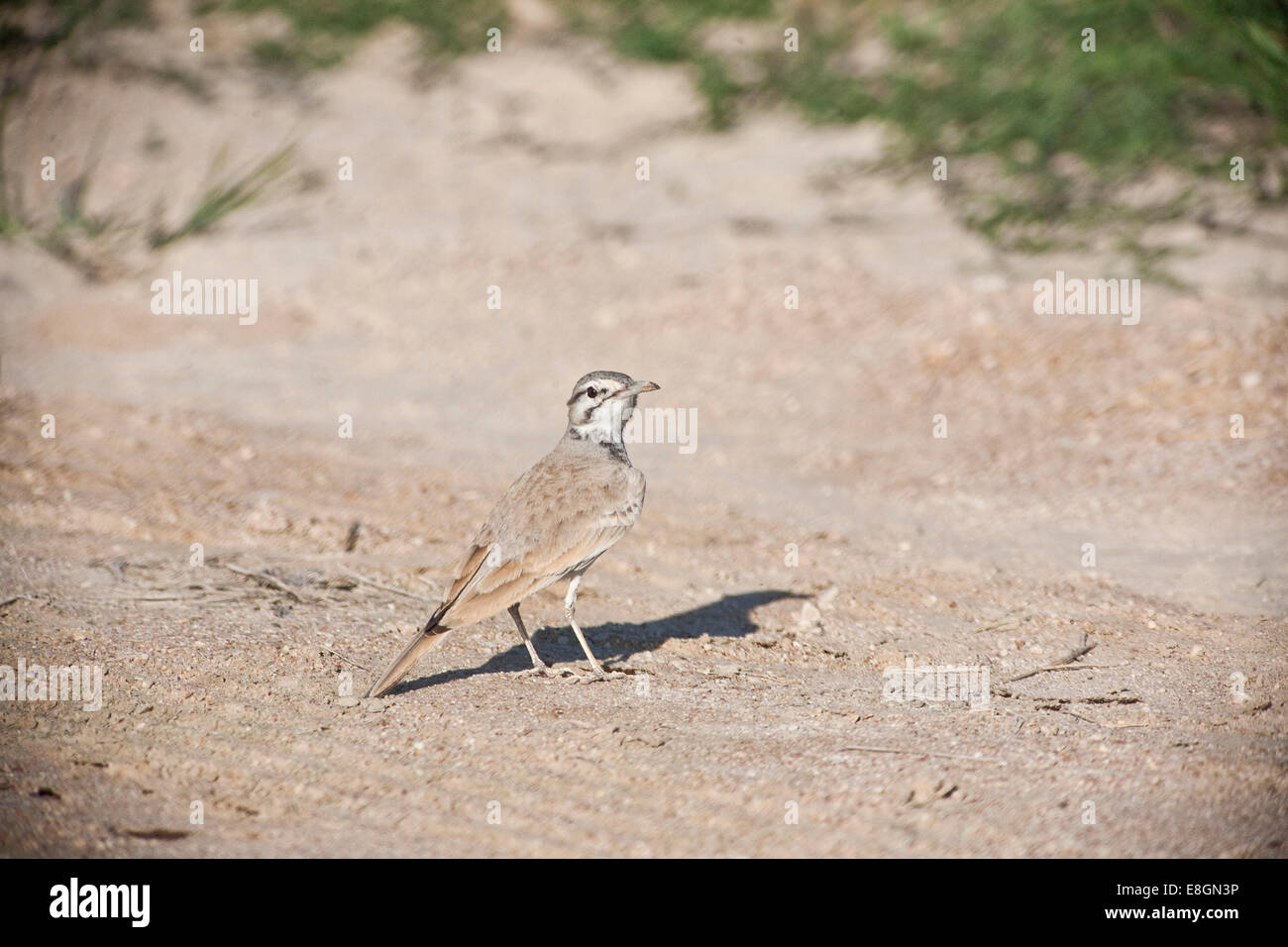 Hoopoe-Lark or Greater Hoopoe-Lark (Alaemon alaudipes), Oman Stock ...