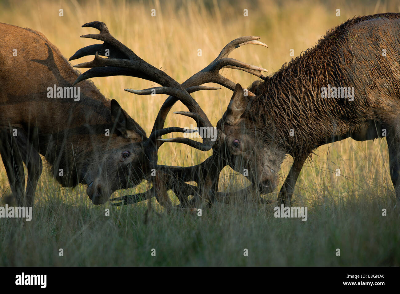 Red Deer (Cervus elaphus), stags fighting, Copenhagen, Denmark Stock ...