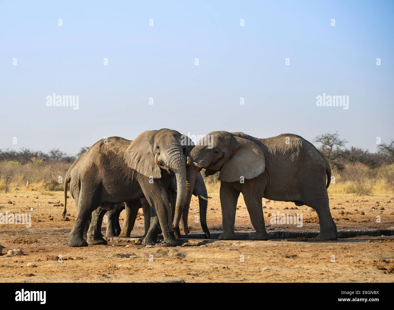 Elephant Fighting High Resolution Stock Photography and Images - Alamy
