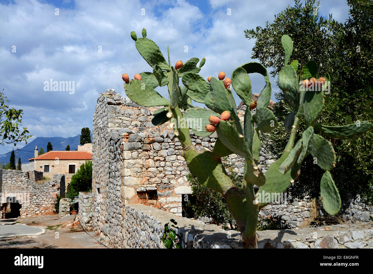 Cactus greece hi-res stock photography and images - Alamy