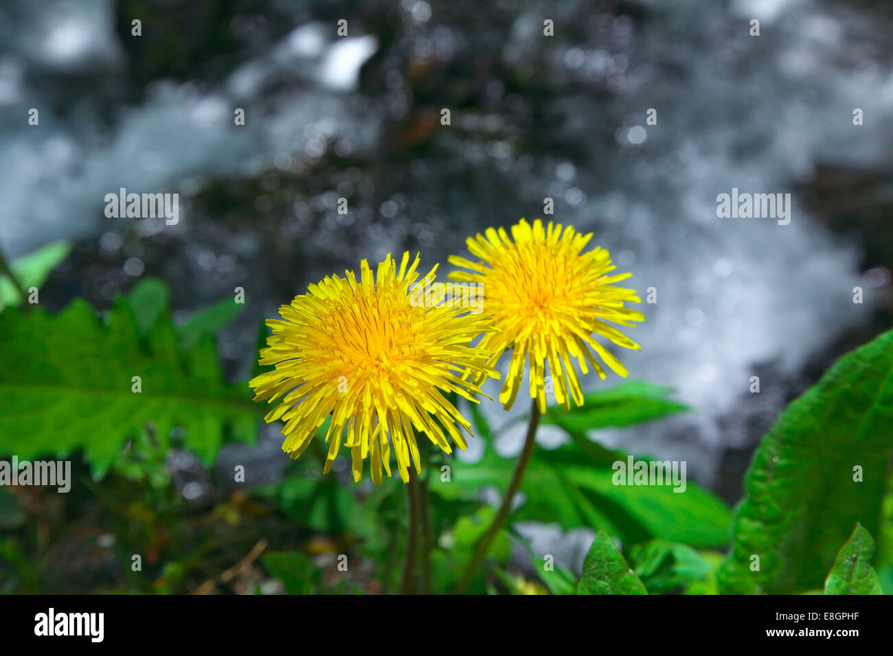 Dandelions at noon hi-res stock photography and images - Alamy