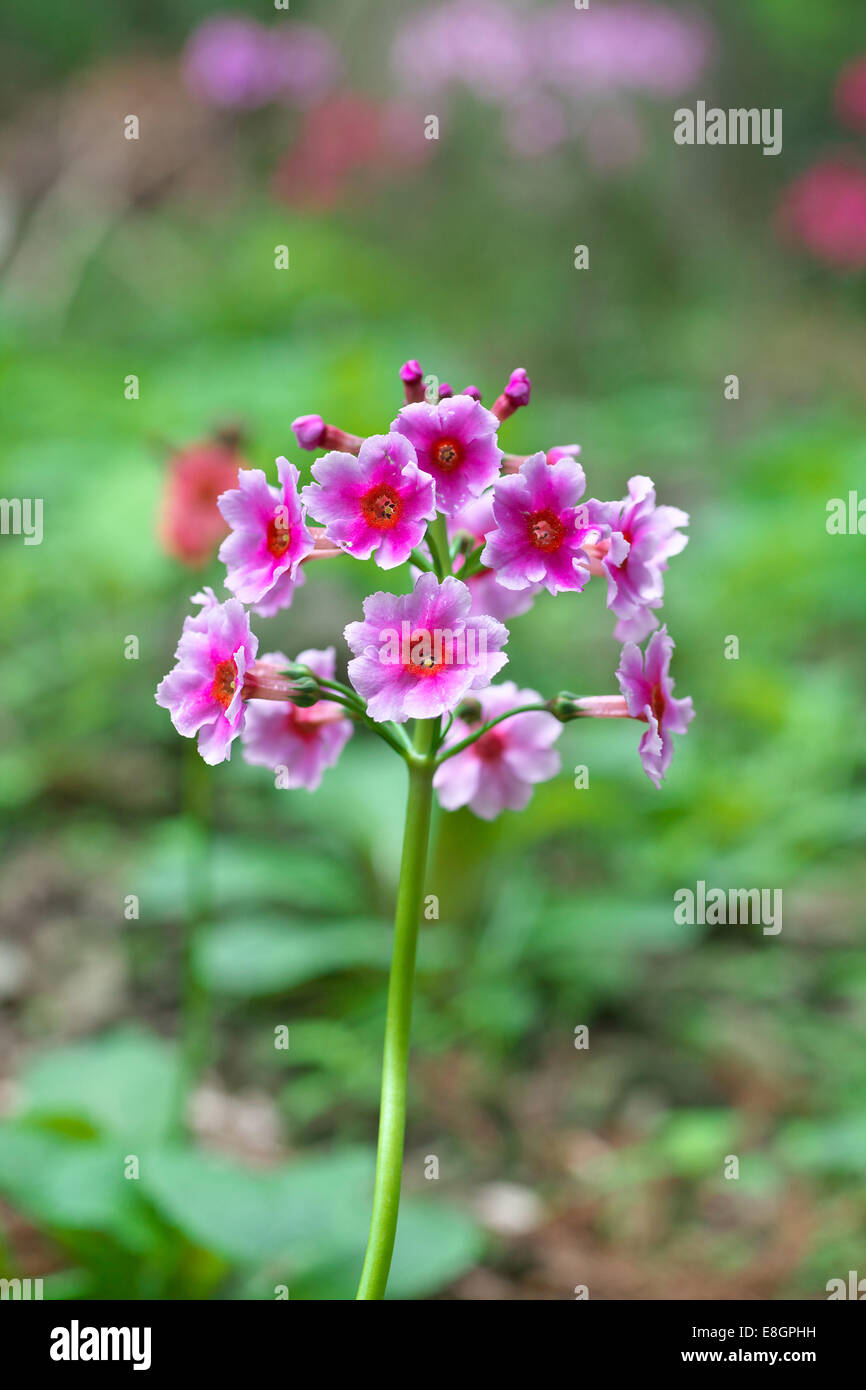 Japanese primrose primula japonica High Resolution Stock Photography ...