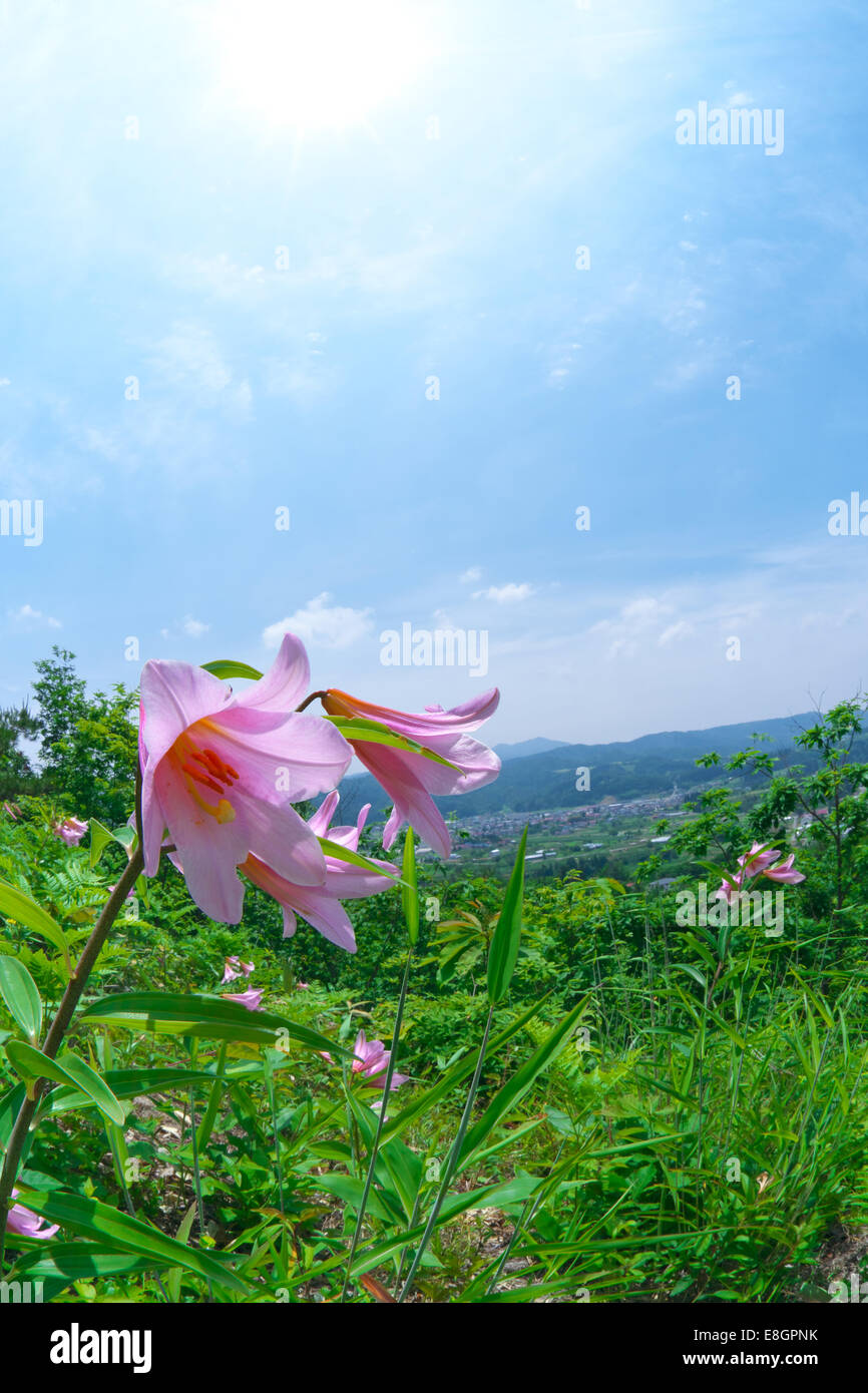 Blue lilium hi-res stock photography and images - Alamy