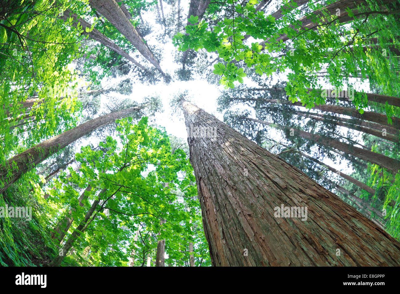 Akita Prefecture, Japan Stock Photo - Alamy