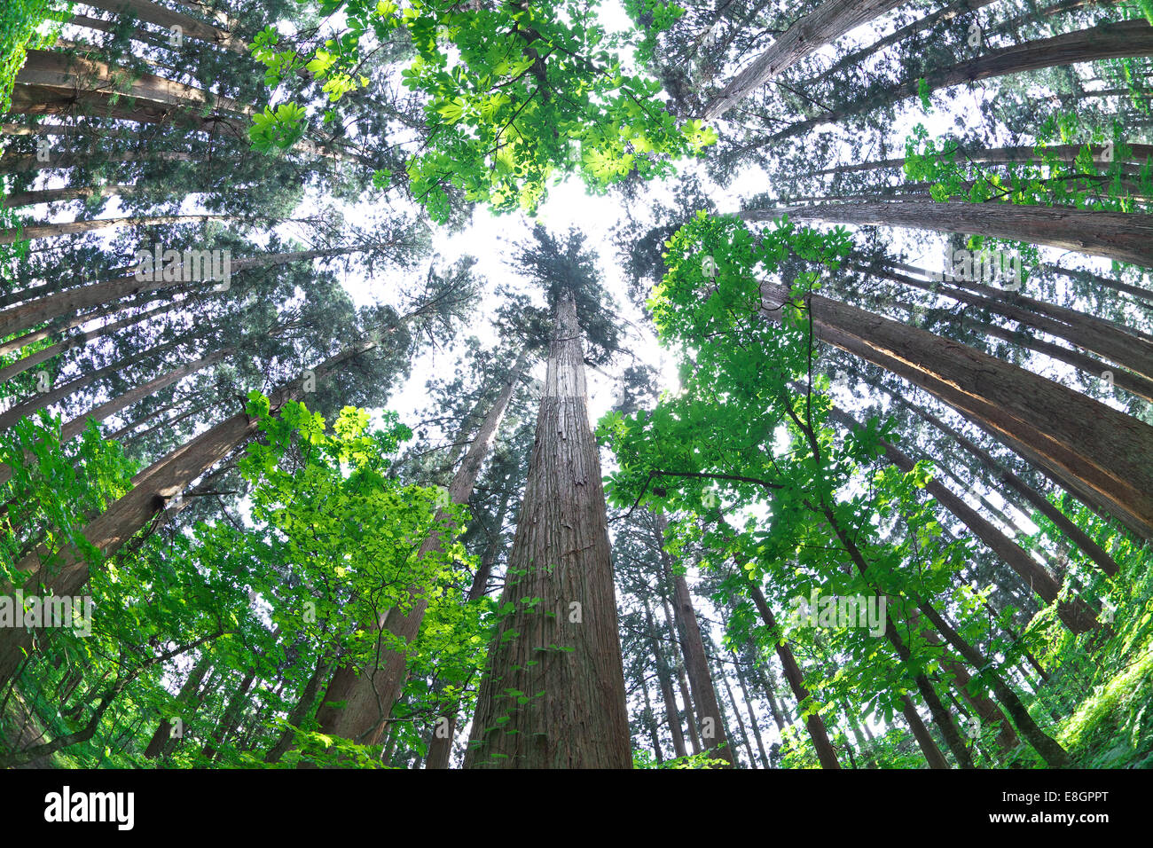 Akita Prefecture, Japan Stock Photo - Alamy