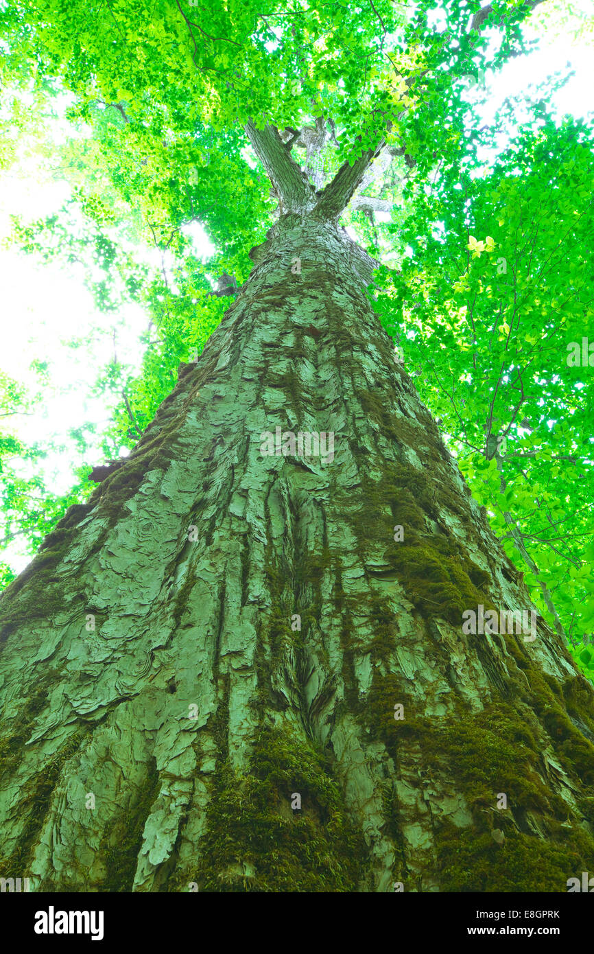 Japanese Poplar Tree High Resolution Stock Photography and Images - Alamy