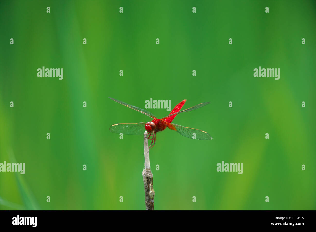 Early dragonfly hi-res stock photography and images - Alamy