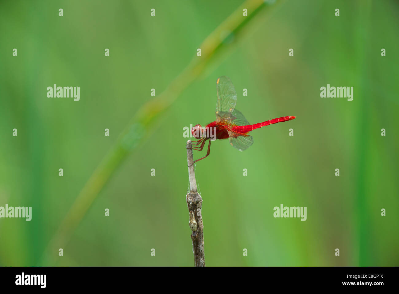 Dragonfly japan hi-res stock photography and images - Alamy
