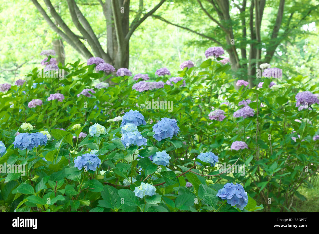 Hydrangea japan forest hi-res stock photography and images - Alamy