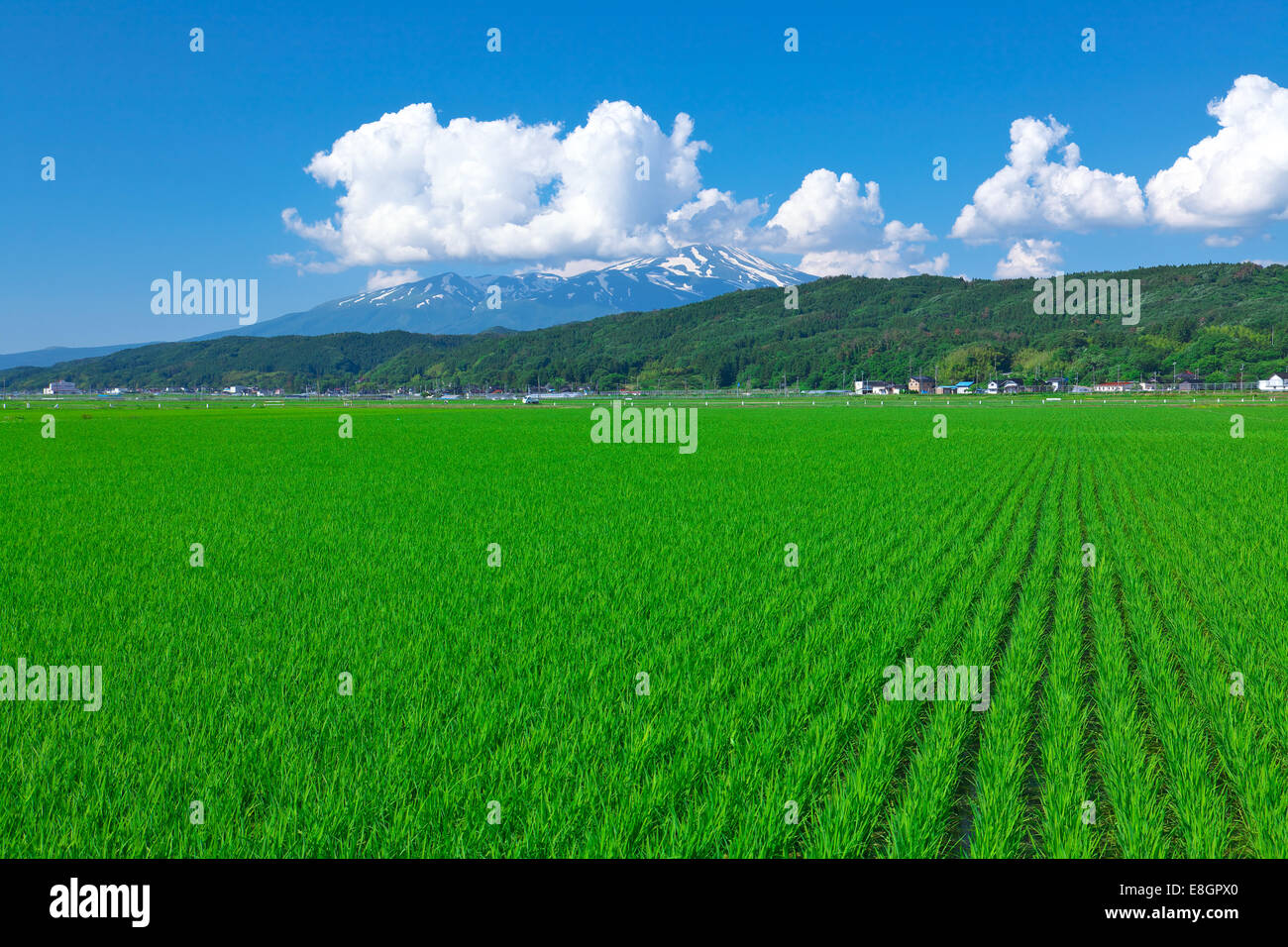 Wide rice field hi-res stock photography and images - Alamy