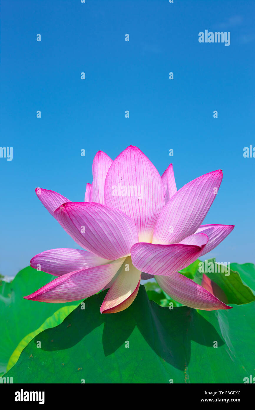 Primitive lotus hi-res stock photography and images - Alamy