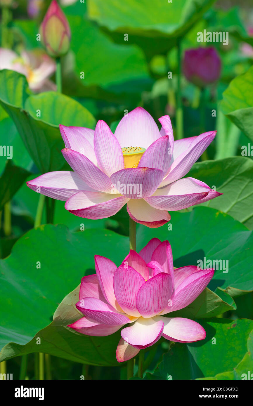 Primitive lotus hi-res stock photography and images - Alamy