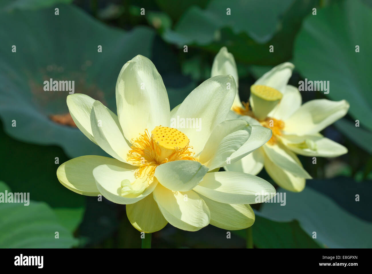 Lotus early hi-res stock photography and images - Alamy