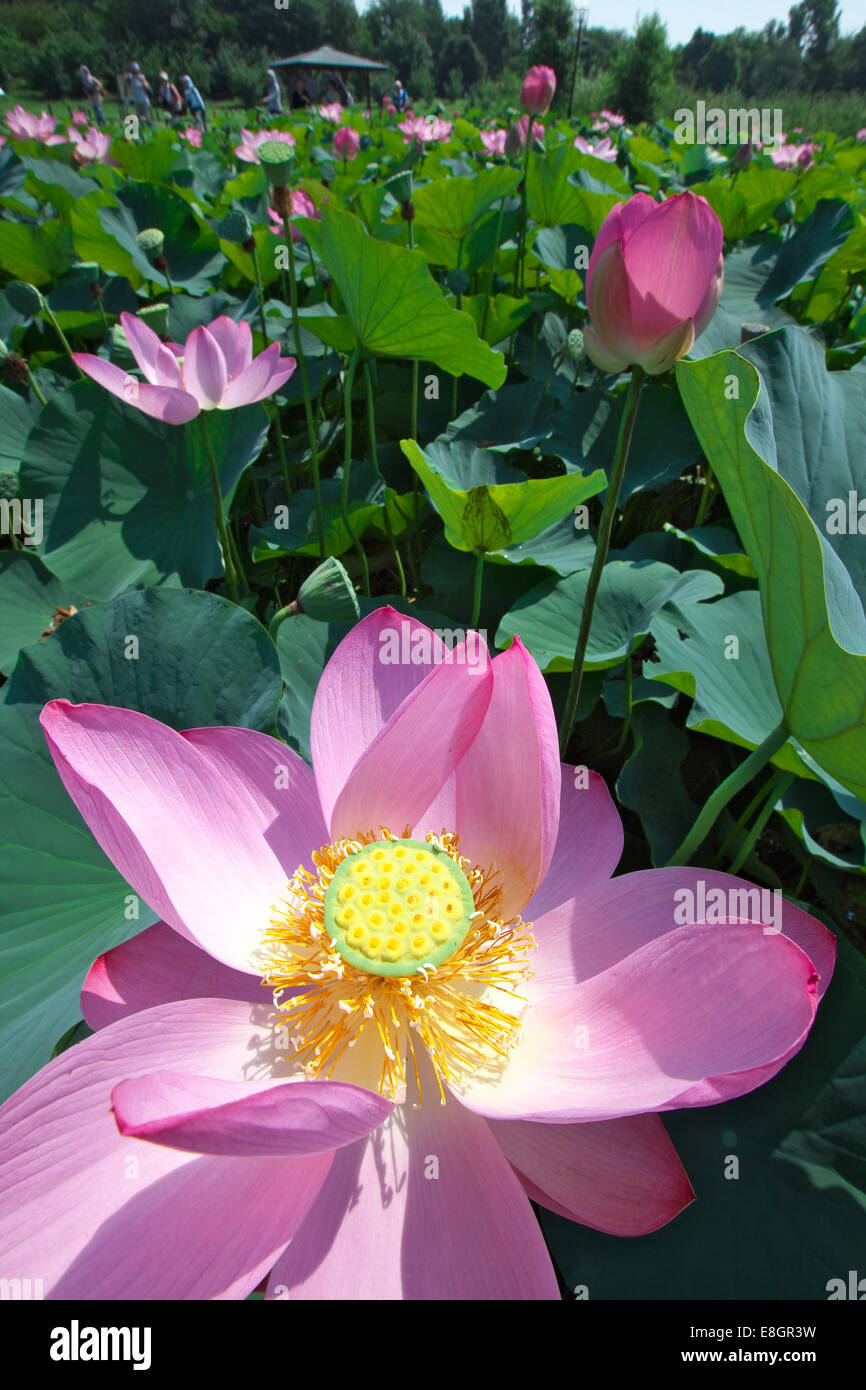 Lotus early hi-res stock photography and images - Alamy