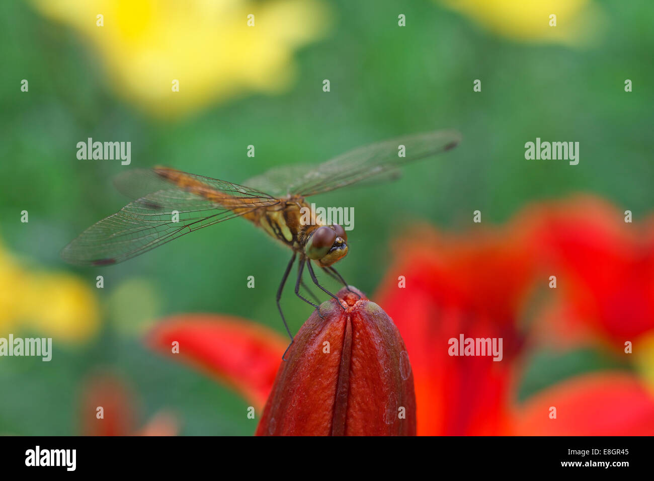 Dragonfly japan hi-res stock photography and images - Alamy