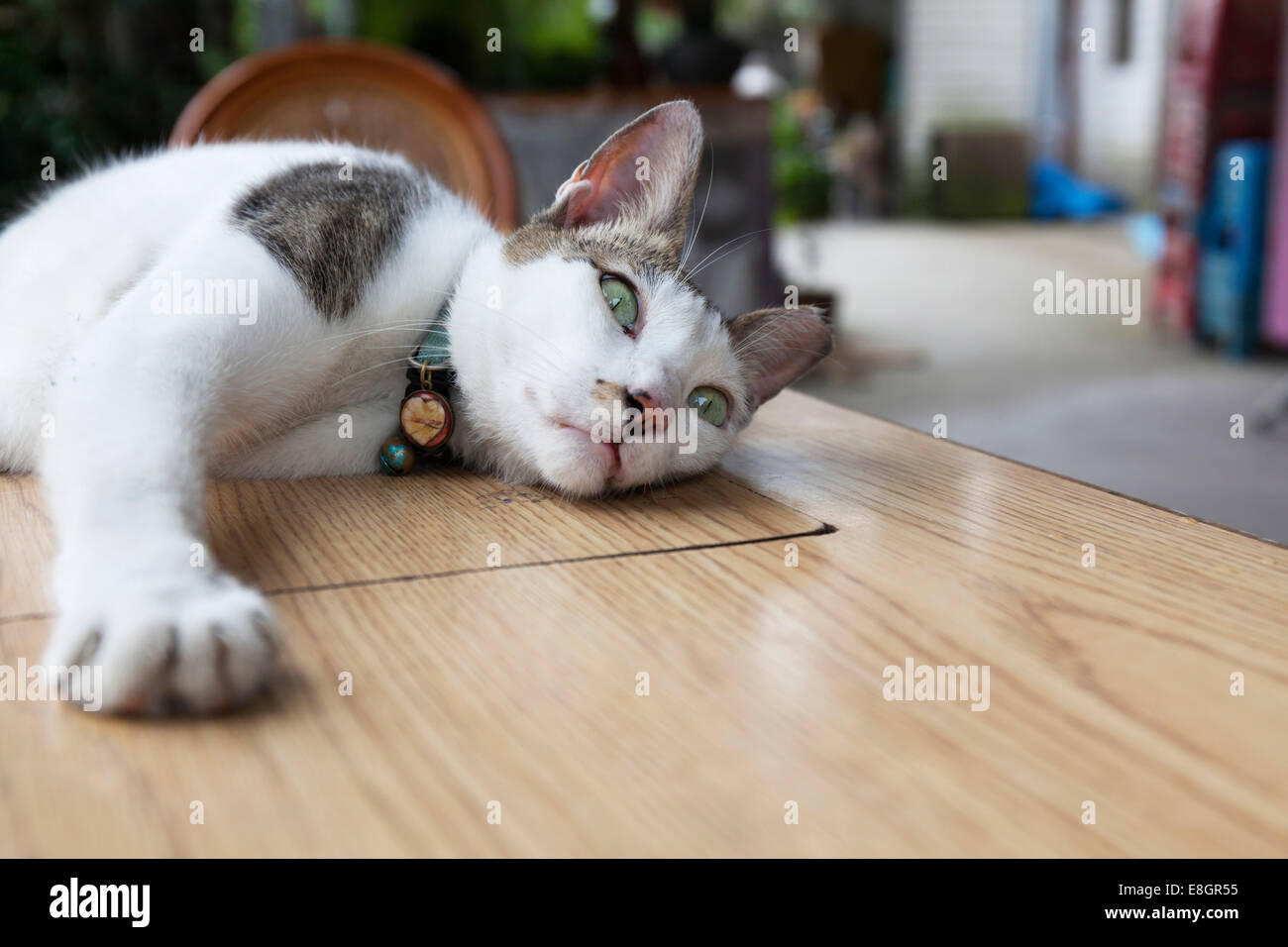 Cat Laying On Wooden Table Stock Photo - Alamy