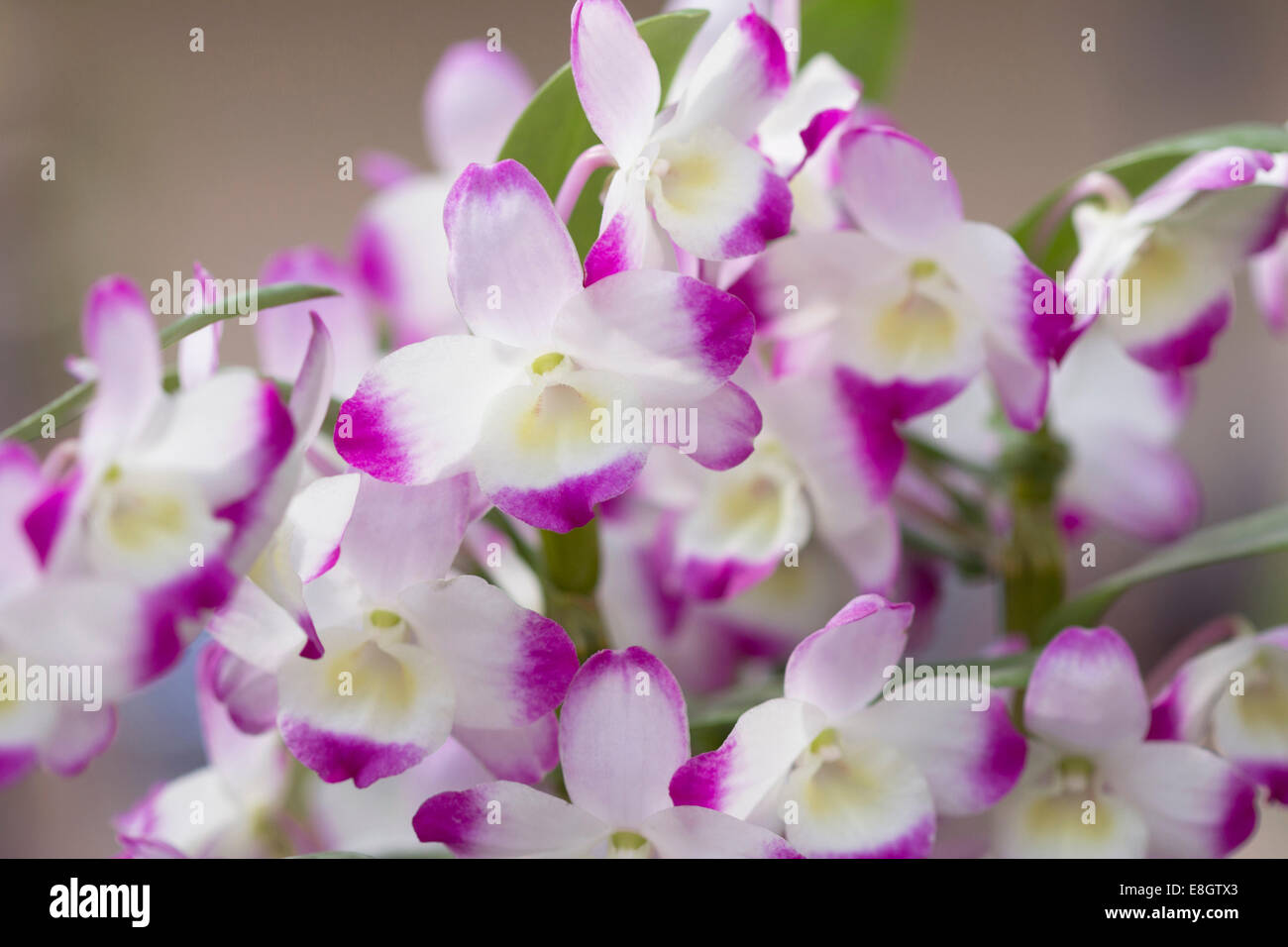Multiple orchids hi-res stock photography and images - Alamy