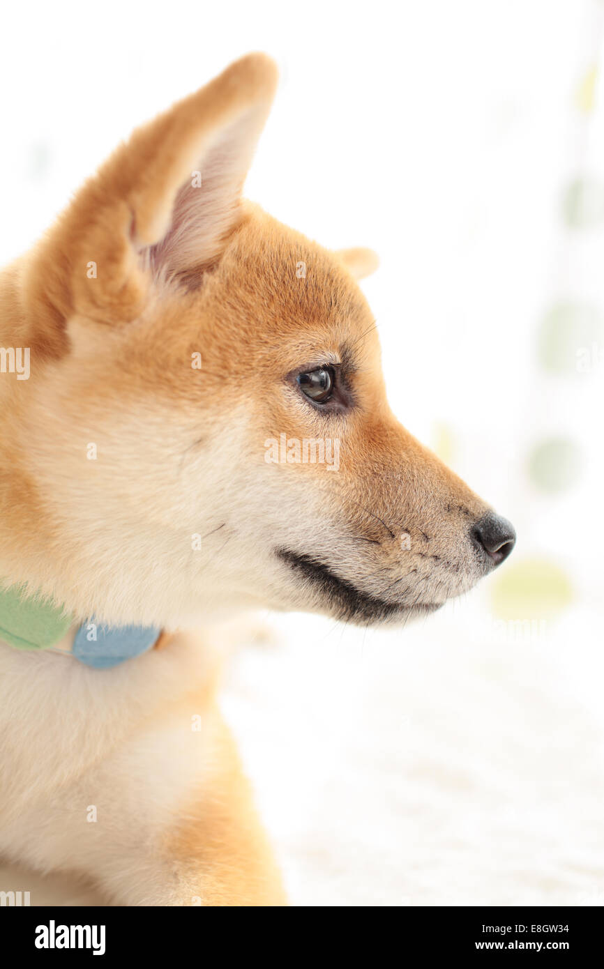 Shiba side profile hi-res stock photography and images - Alamy