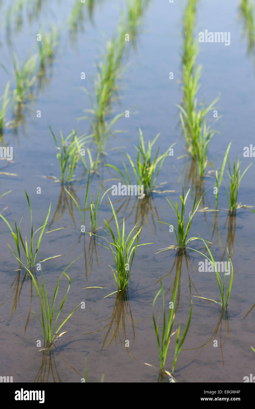 Level rice field hi-res stock photography and images - Alamy